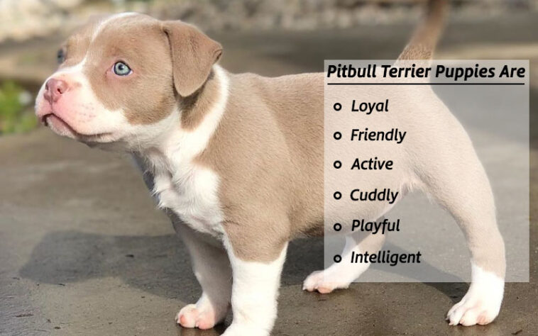 Are Pitbull Puppies Naturally Aggressive? All About APBT