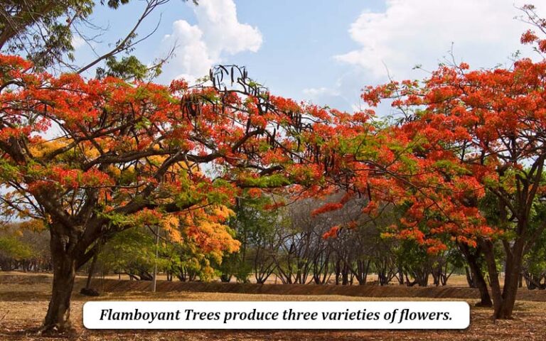 Flamboyant Tree - Definition, Growth, Symbolism & Benefits