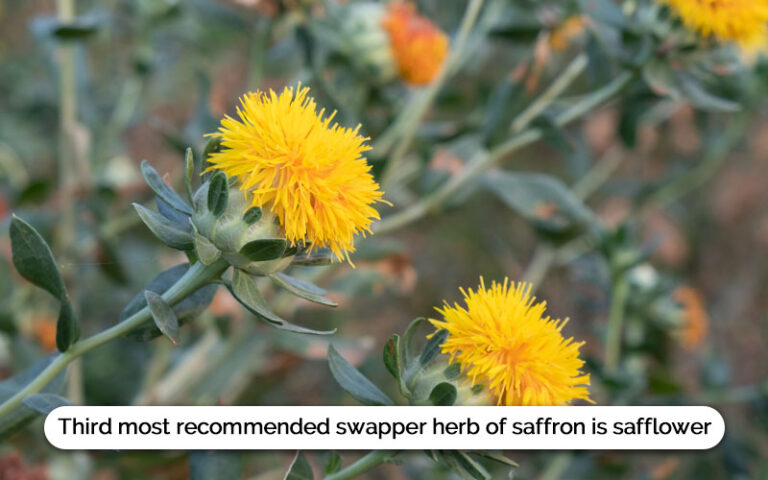 7 Saffron Substitute You Can Use For Perfect Taste & Color