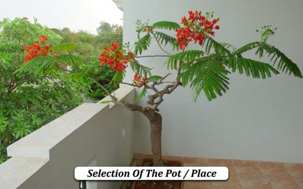 Flamboyant Tree - Definition, Growth, Symbolism & Benefits