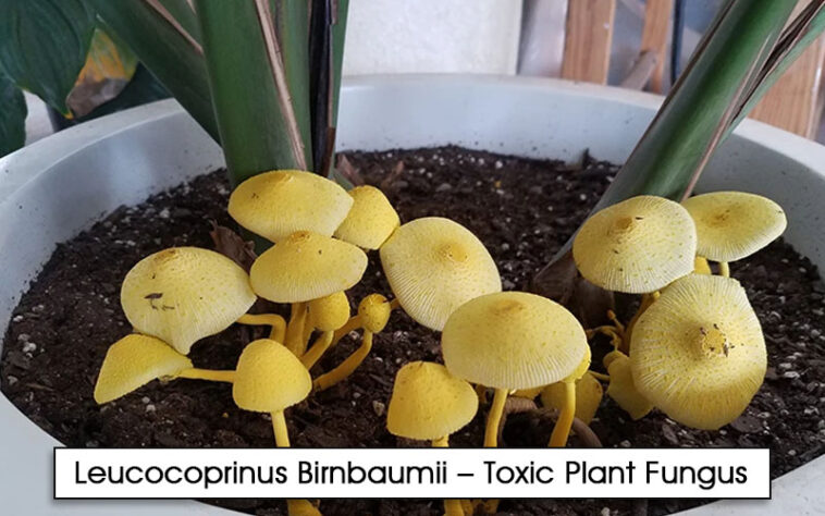 Leucocoprinus Birnbaumii | Tips to identify & Remove fungus