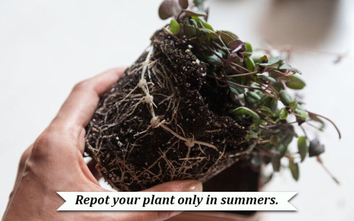 Follow Only 4 Tips & See String of Hearts Thriving in Days