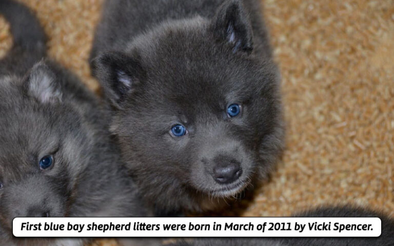 10 Must-Consider Things before Adopting BlueBay Shepherd Dog