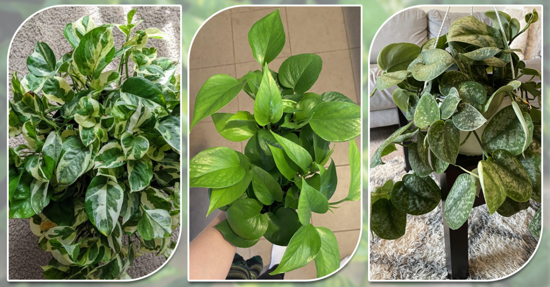 Here Are 11 Pothos Varieties That Needs To Be In Your House