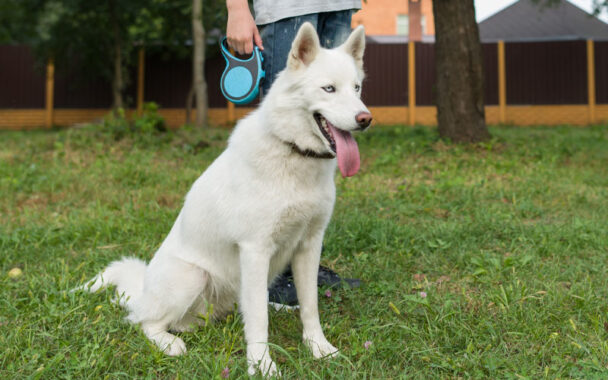 All About Azurian Husky, White Husky, And Isabella Husky
