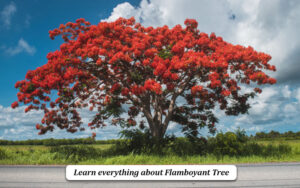Flamboyant Tree - Definition, Growth, Symbolism & Benefits