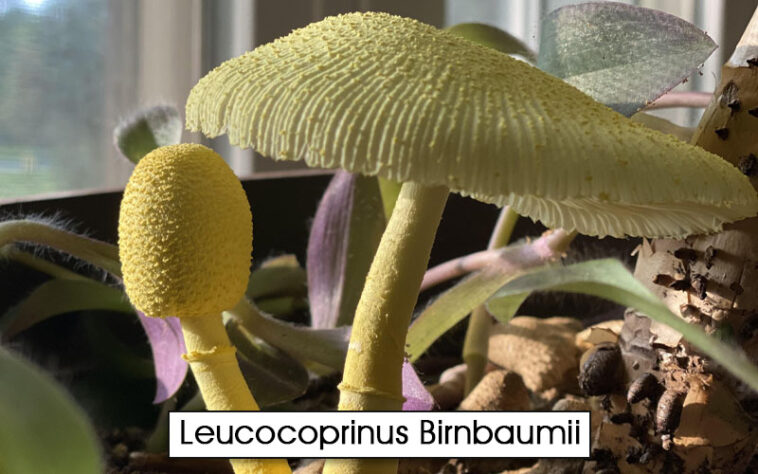 Leucocoprinus Birnbaumii | Tips to identify & Remove fungus
