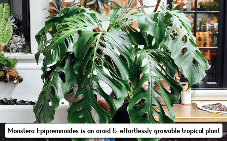 Perfect 8 Tips For Monstera Epipremnoides (Esqueleto) Care