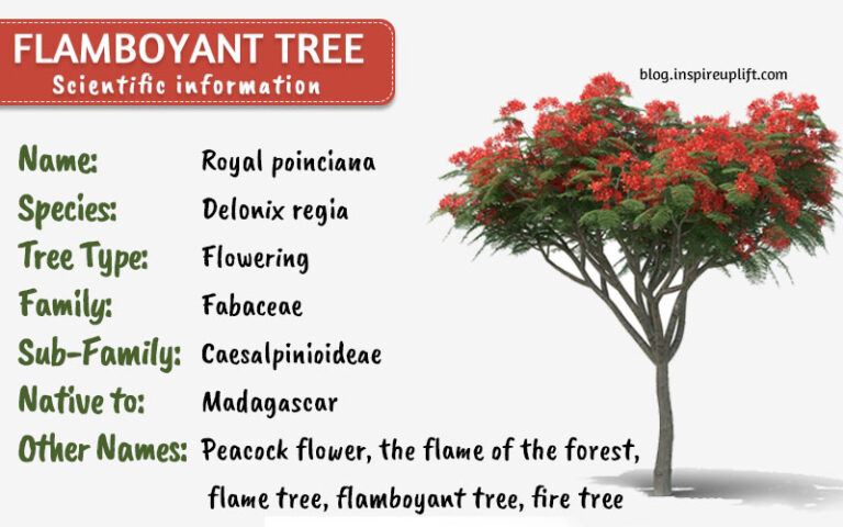 Flamboyant Tree - Definition, Growth, Symbolism & Benefits