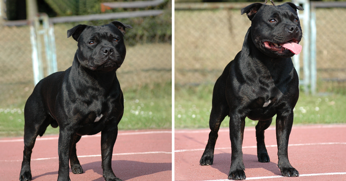 These 9 Reasons Can Change Your Opinion About Black Pitbull