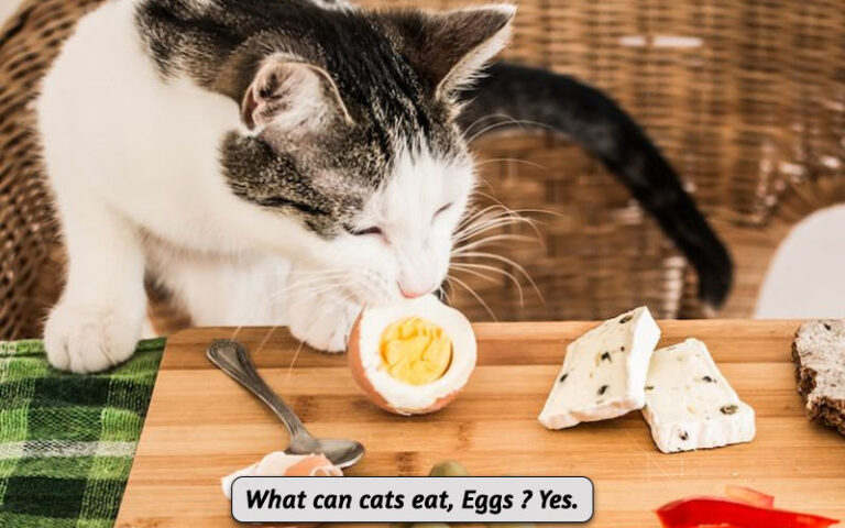 What Cats Can or Cannot Eat – 21 Human Food Options