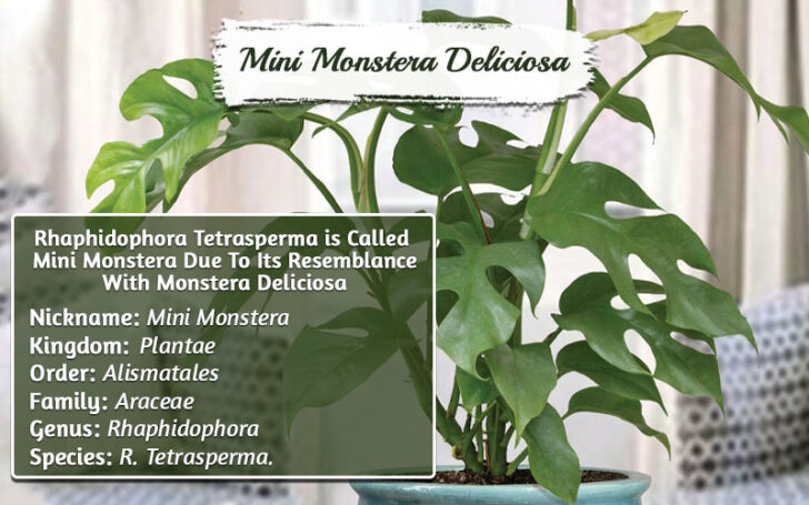 10 Monstera varieties you didn't know can grow at home