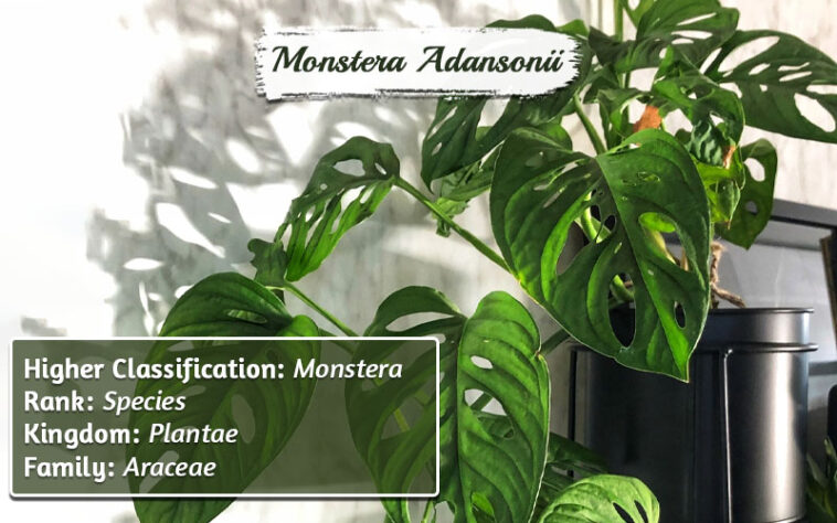10 Monstera varieties you didn't know can grow at home
