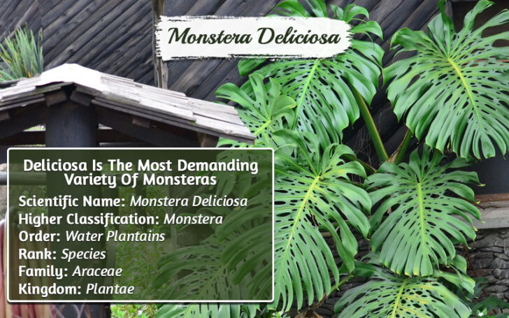 10 Monstera varieties you didn't know can grow at home