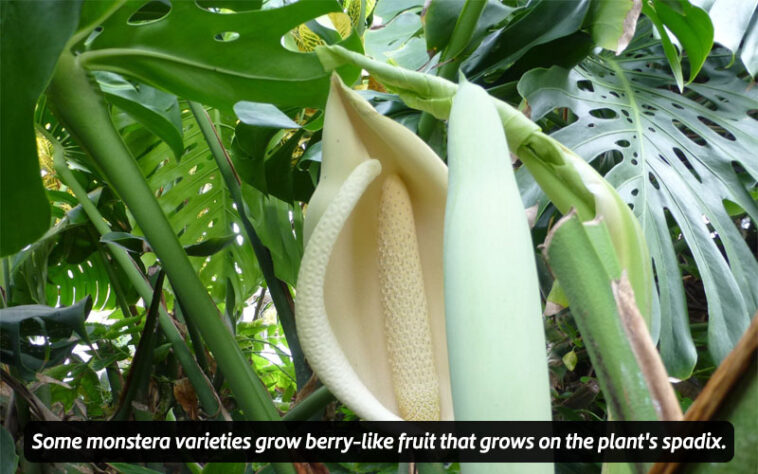 Monstera Plant Care Guide – How to Plant Monsteras in Your Garden ...