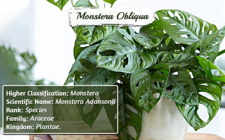 10 Monstera varieties you didn't know can grow at home