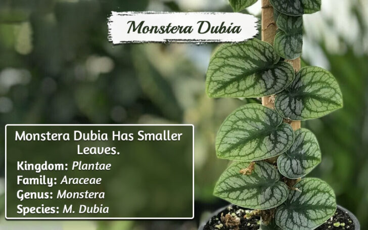 10 Monstera varieties you didn't know can grow at home