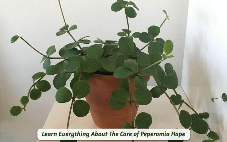 How to Express Love to Your Peperomia Hope? Easy Care Guide For Every ...