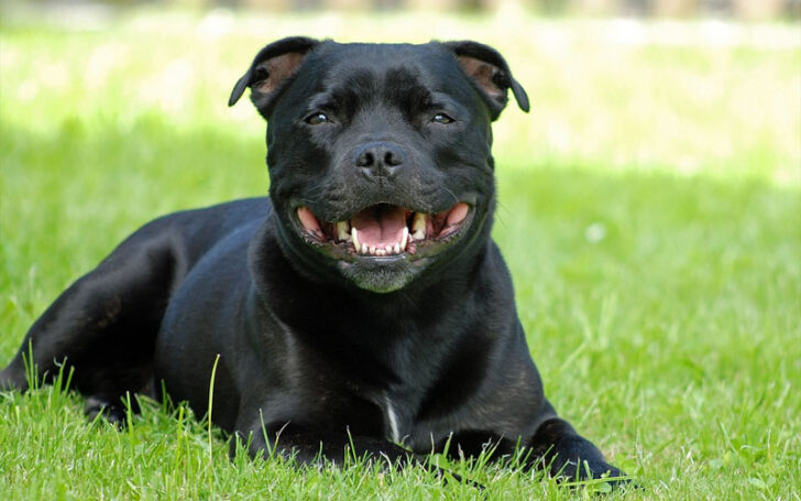 These 9 Reasons Can Change Your Opinion About Black Pitbull