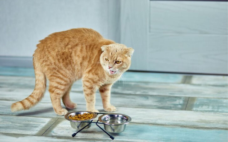 What to Do When See 7 Signs That Your Cat Is Dying