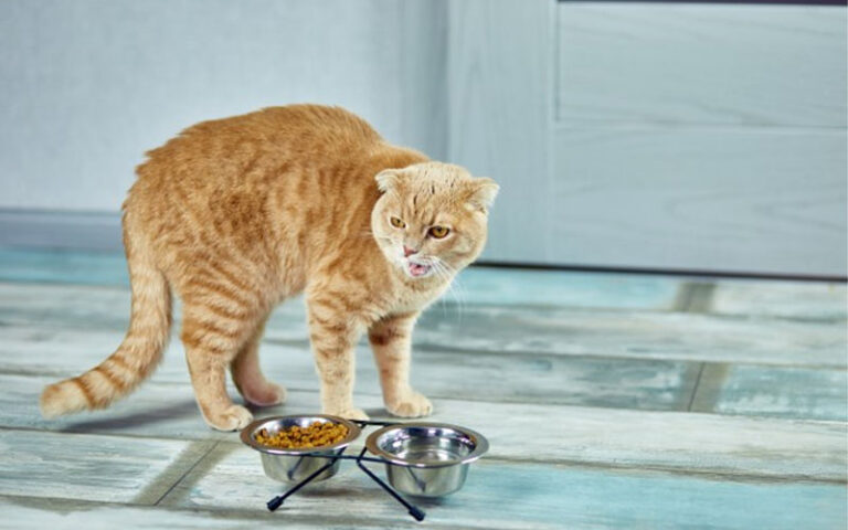 7 Early Signs a Cat Is Dying (7 Ways to Comfort & Love Her in Last Days ...