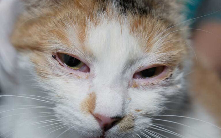 What to Do When See 7 Signs That Your Cat Is Dying