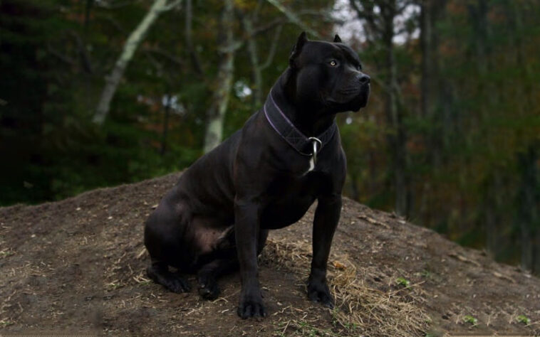 These 9 Reasons Can Change Your Opinion About Black Pitbull