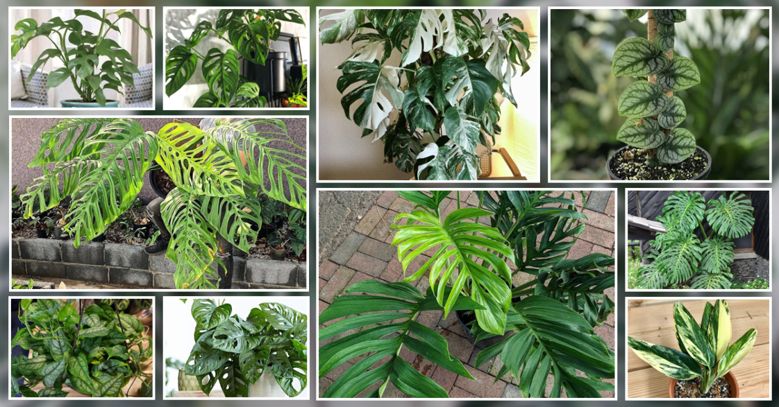 10 Monstera varieties you didn't know can grow at home