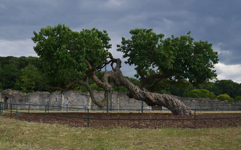 All About Mulberry Wood - Firewood Types, Uses & Benefits