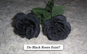 Are Black Roses A Reality? Actual Meaning & Symbolism