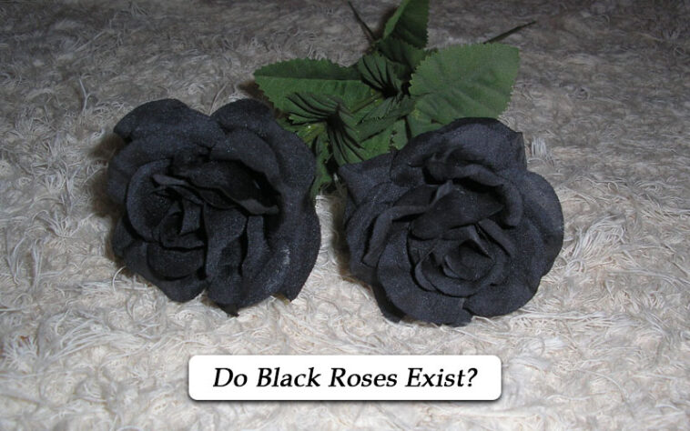 Are Black Roses A Reality? Actual Meaning & Symbolism