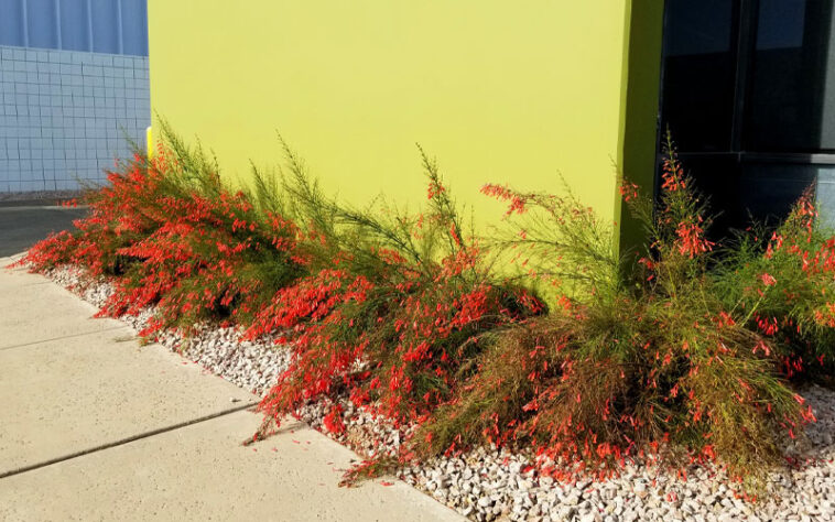 Make Your Firecracker Plant Bloom All Year Round | Care + Uses
