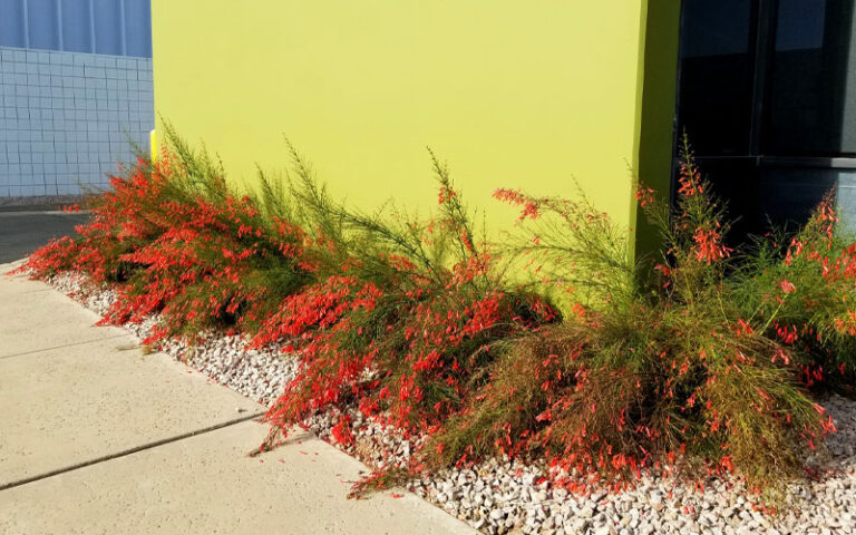 Make Your Firecracker Plant Bloom All Year Round | Care + Uses