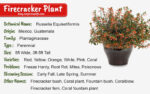 Make Your Firecracker Plant Bloom All Year Round | Care + Uses