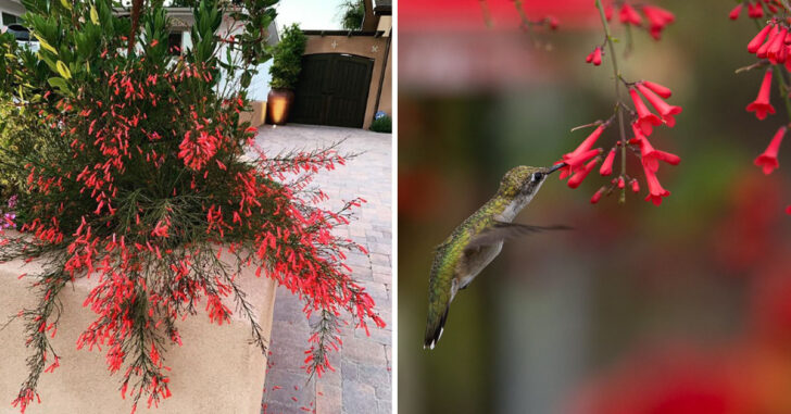 Make Your Firecracker Plant Bloom All Year Round | Care + Uses