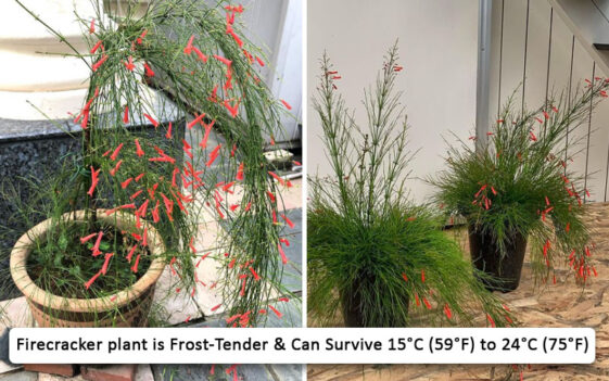 Make Your Firecracker Plant Bloom All Year Round | Care + Uses