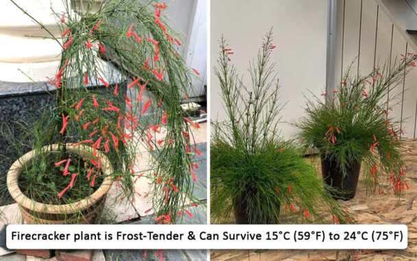 Make Your Firecracker Plant Bloom All Year Round | Care + Uses