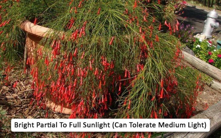 Make Your Firecracker Plant Bloom All Year Round | Care + Uses