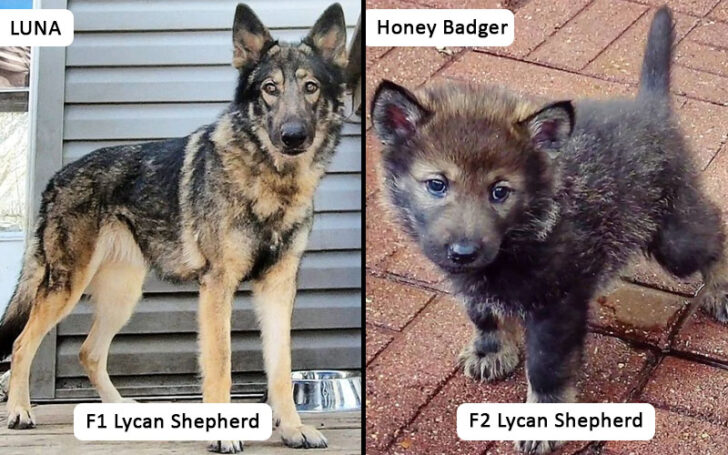 The Ultimate Lycan Shepherd Guide (With Images + Videos)