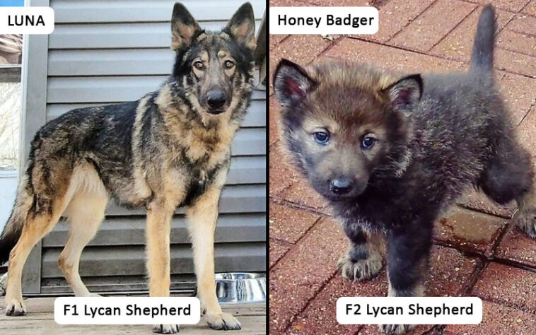 The Ultimate Lycan Shepherd Guide (With Images + Videos)