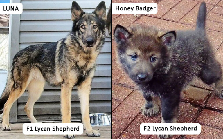 The Ultimate Lycan Shepherd Guide (With Images + Videos)