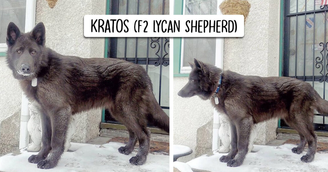 Real Lycan Shepherd Information From The Original Breeder | Size ...