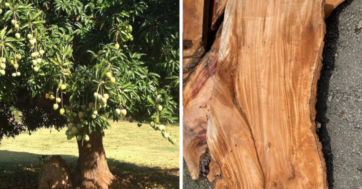 Exclusive Mango Wood Furniture Guide, Properties, Pros, Cons