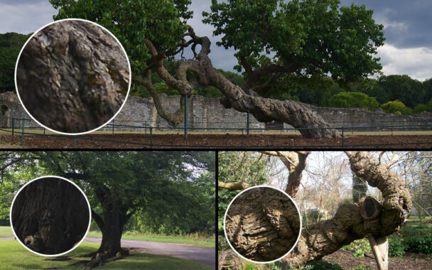 All About Mulberry Wood - Firewood Types, Uses & Benefits