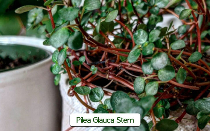 Pilea Glauca Care Guide | 9 Simplest Steps