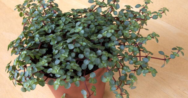 Pilea Glauca Care Guide | 9 Simplest Steps