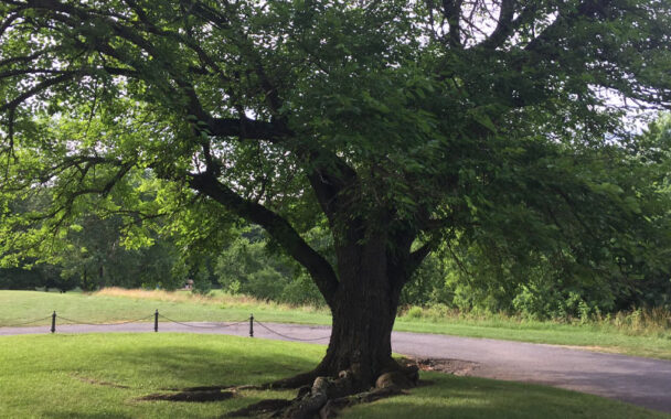 All About Mulberry Wood - Firewood Types, Uses & Benefits