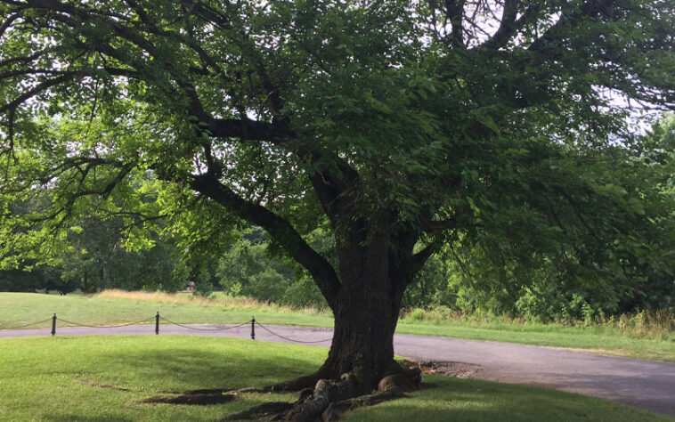 All About Mulberry Wood - Firewood Types, Uses & Benefits