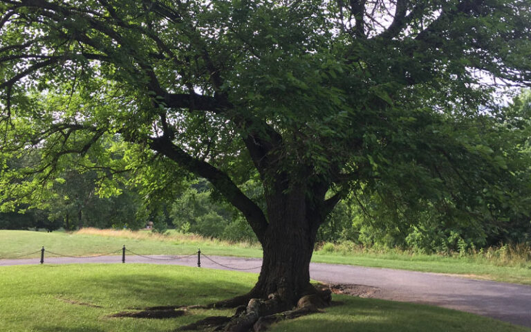 All About Mulberry Wood - Firewood Types, Uses & Benefits