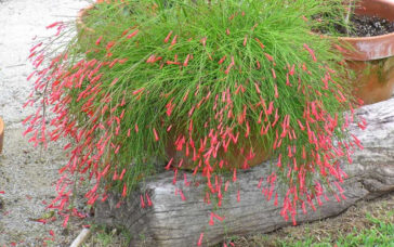 Make Your Firecracker Plant Bloom All Year Round | Care + Uses